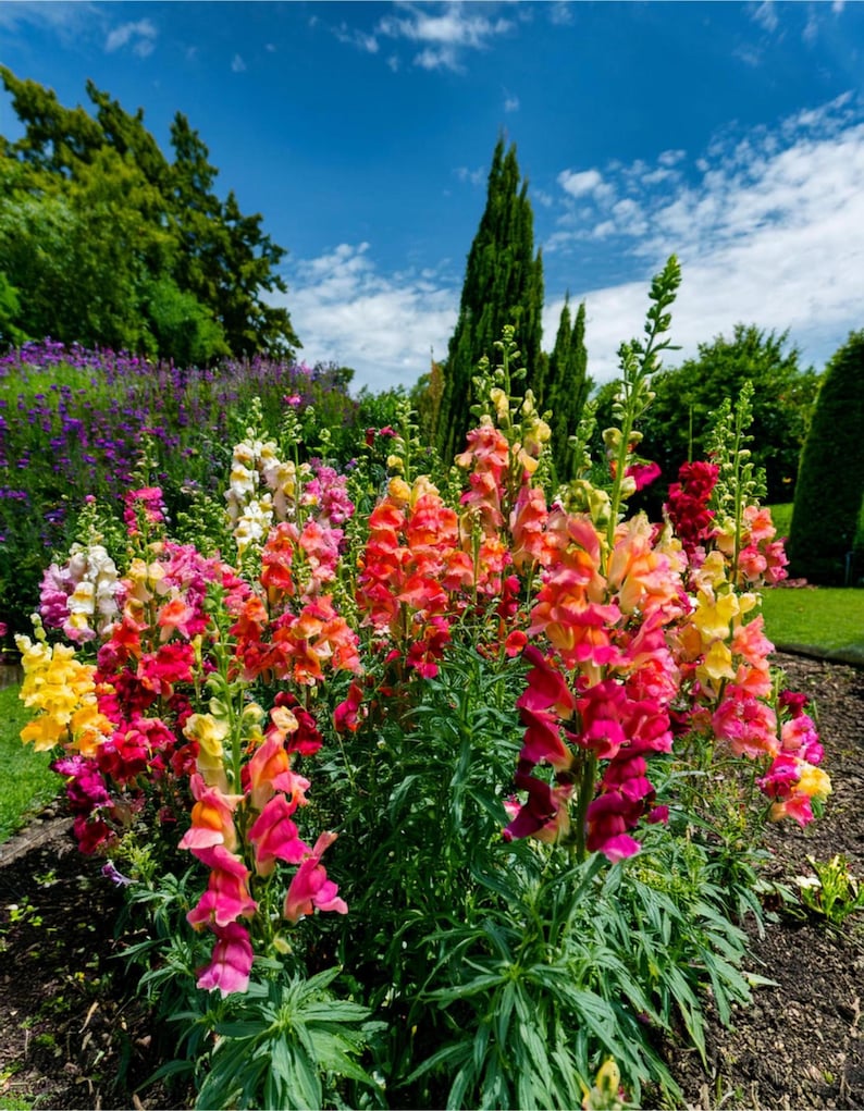 Snapdragon Flower Seeds | Mixed Non-gmo Heirloom | Garden & Potted ...
