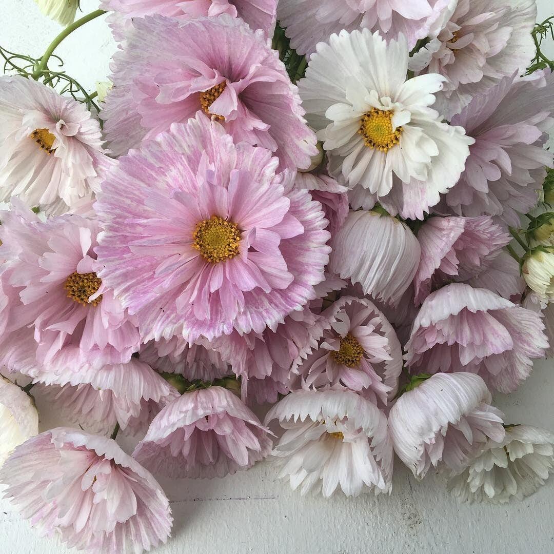Cupcakes Blush Cosmos Seeds Annual Flowers - Etsy