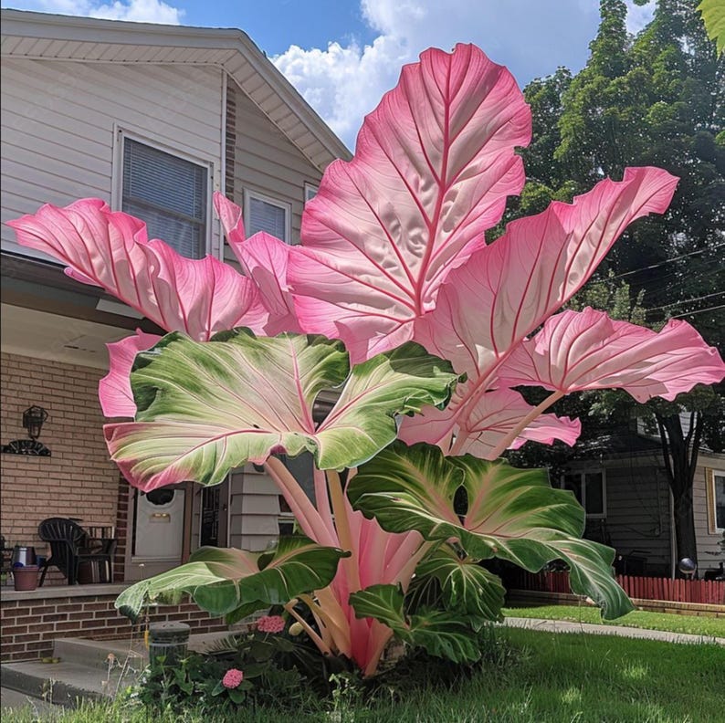 Pink Princess Caladium Bulbs – Fancy Leaf Perennial, Spotted Pink ...