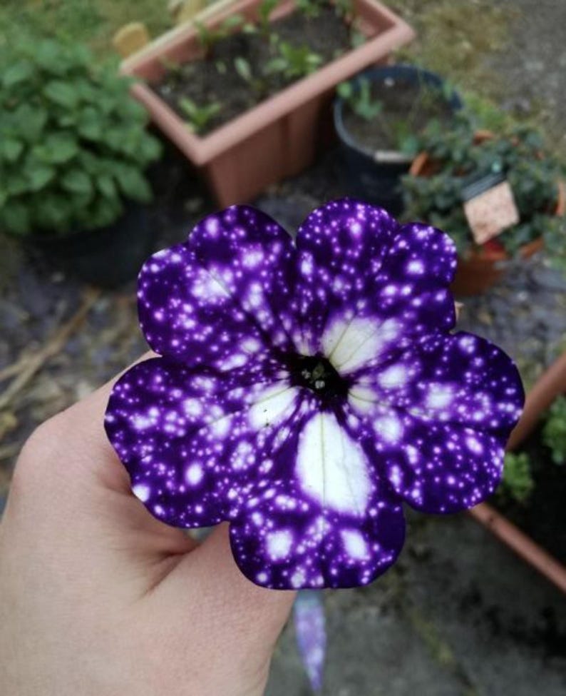 Rare Night Sky Petunia Seeds – Dwarf Wave Flower Seeds - Etsy