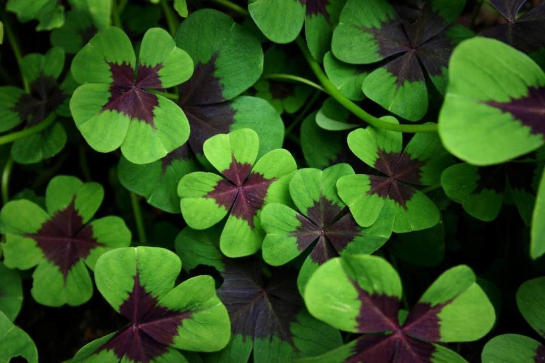 Iron Cross Shamrock Bulbs Oxalis - Etsy