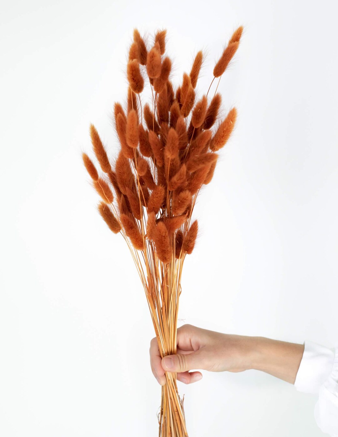 Terracotta Bunny Tails / Rust Dried Lagurus / Dried Grass / Rabbit ...