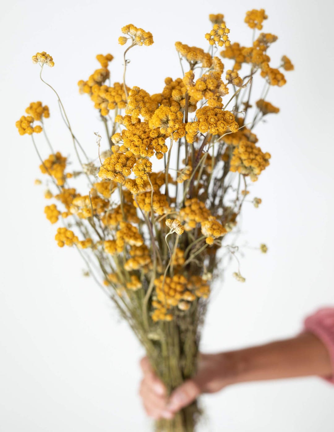 Dried Yellow Lona Bunch / Dried Bouquet / Natural Dried Flower ...