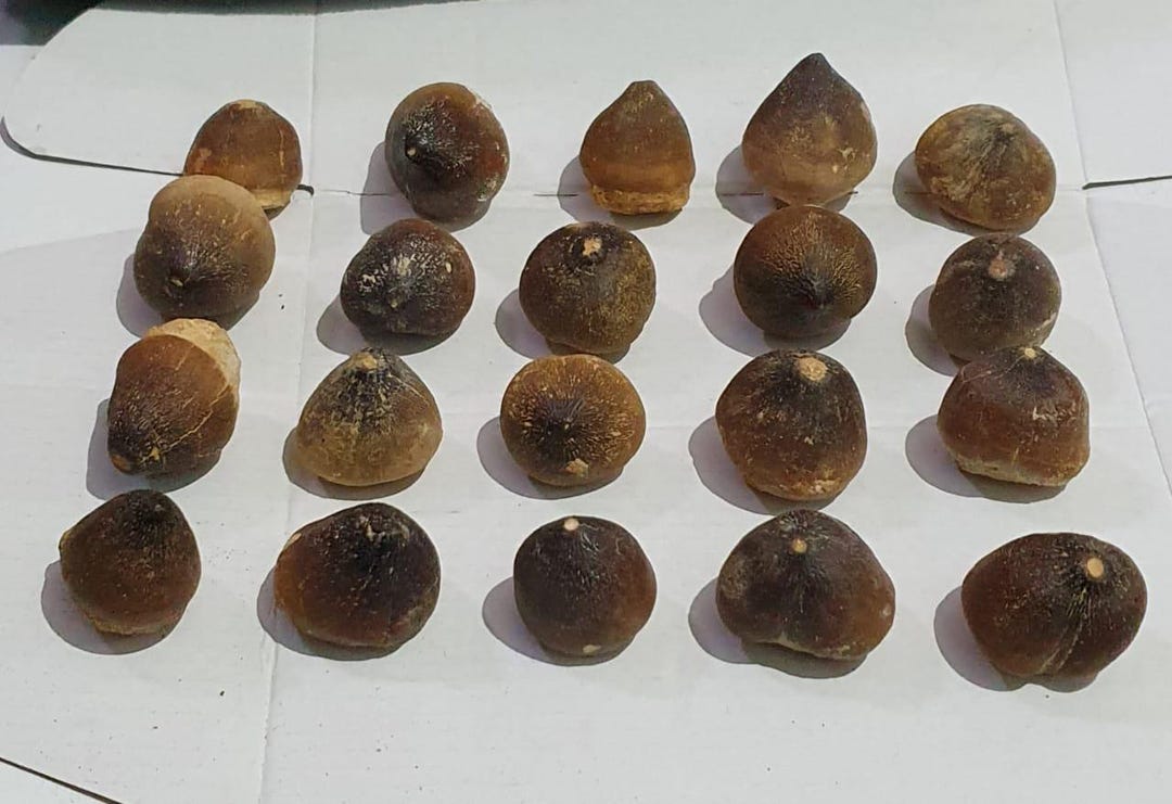 Globidens Mosasaur Tooth Fossil, Cretaceous Marine Reptile (20 Pieces ...