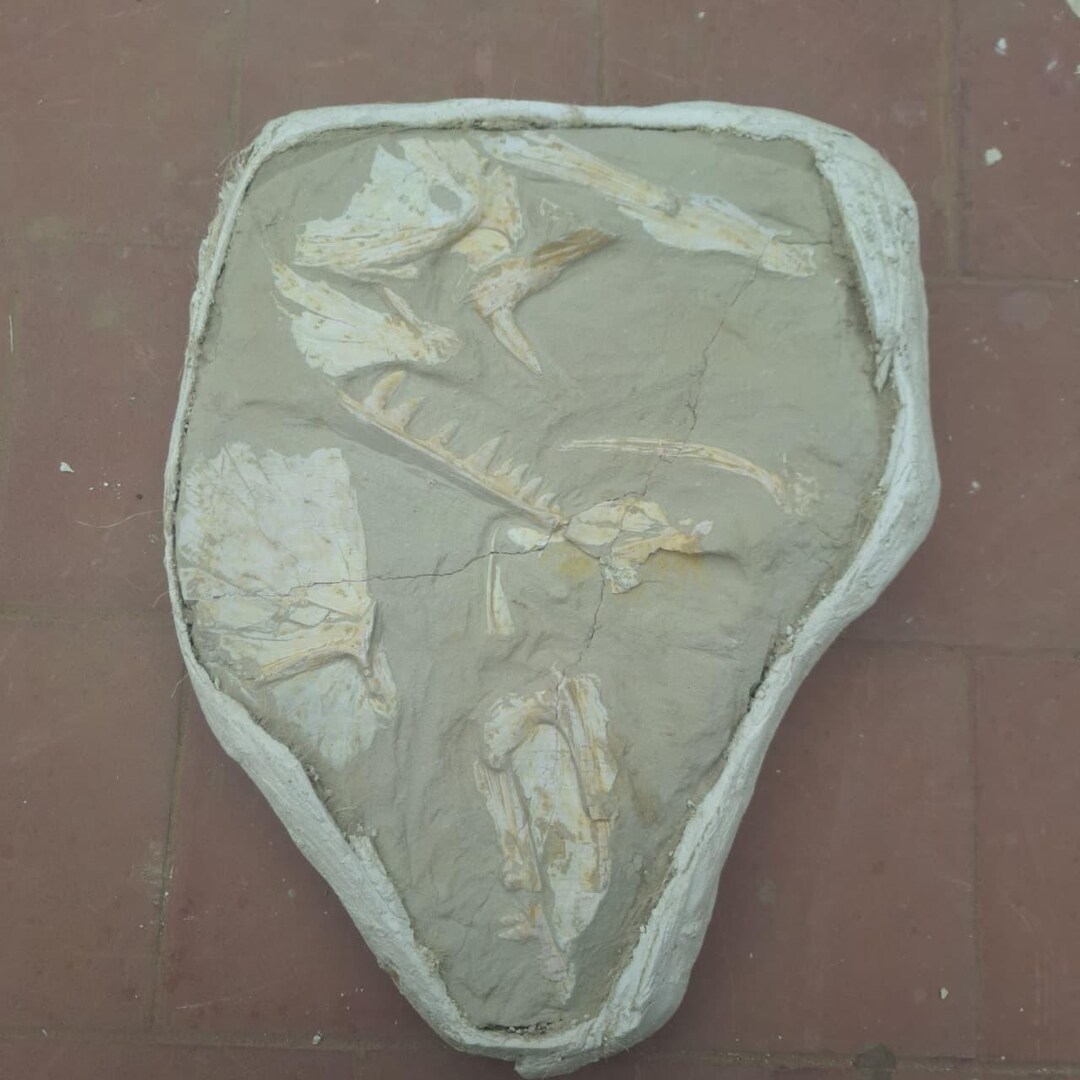 Enchodus Lybicus Fossil: Cretaceous Saber-toothed Herring Skeleton ...