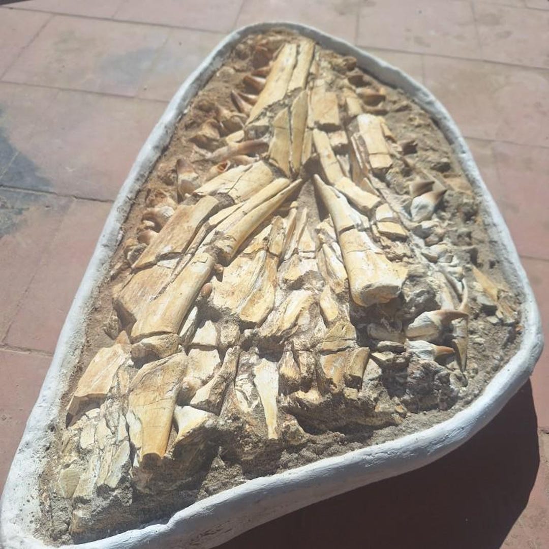 An Impressive and Highly Collectible Fossil Skull From the Mosasaur ...
