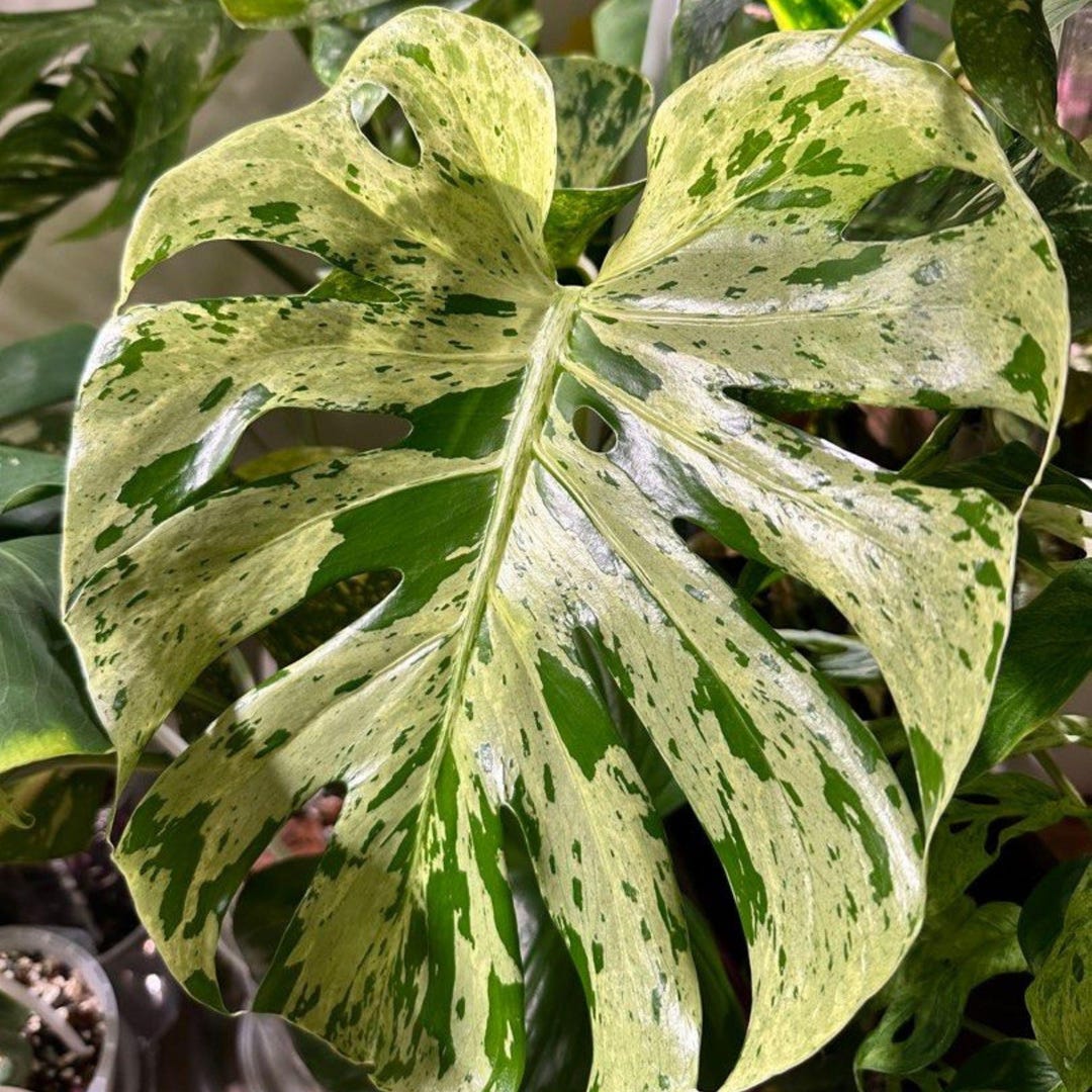 Buy Rare Monstera Deliciosa Bulbasaur Variegated Live Plant Rooted ...