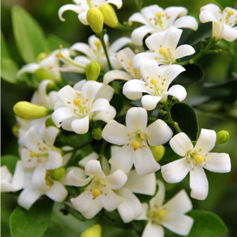 Live jasmine plant - Etsy France