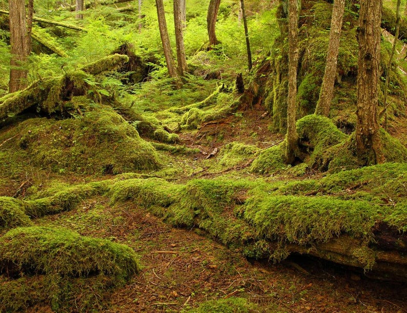Noah Jigsaw Puzzle Temperate Rainforest, in the Tongass National Forest ...
