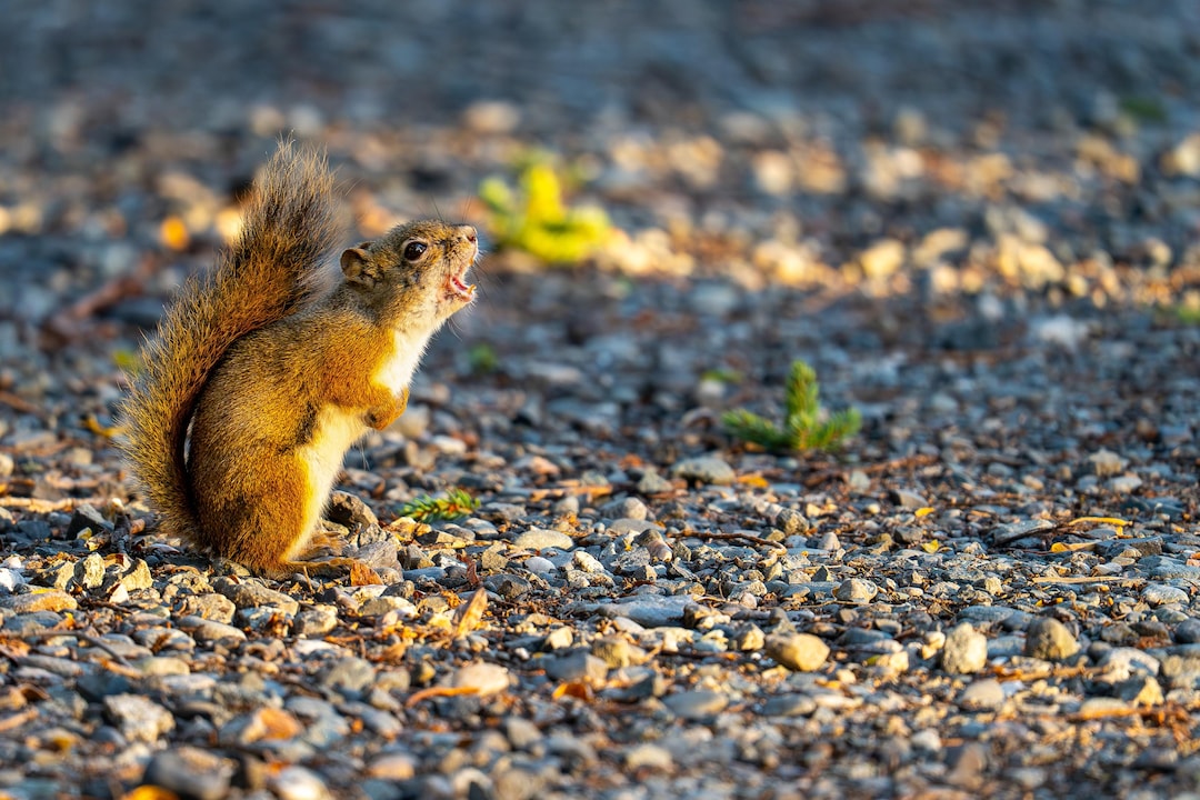 Squirrel Yelling Art Print: North American Red Squirrel Photo, Yukon ...
