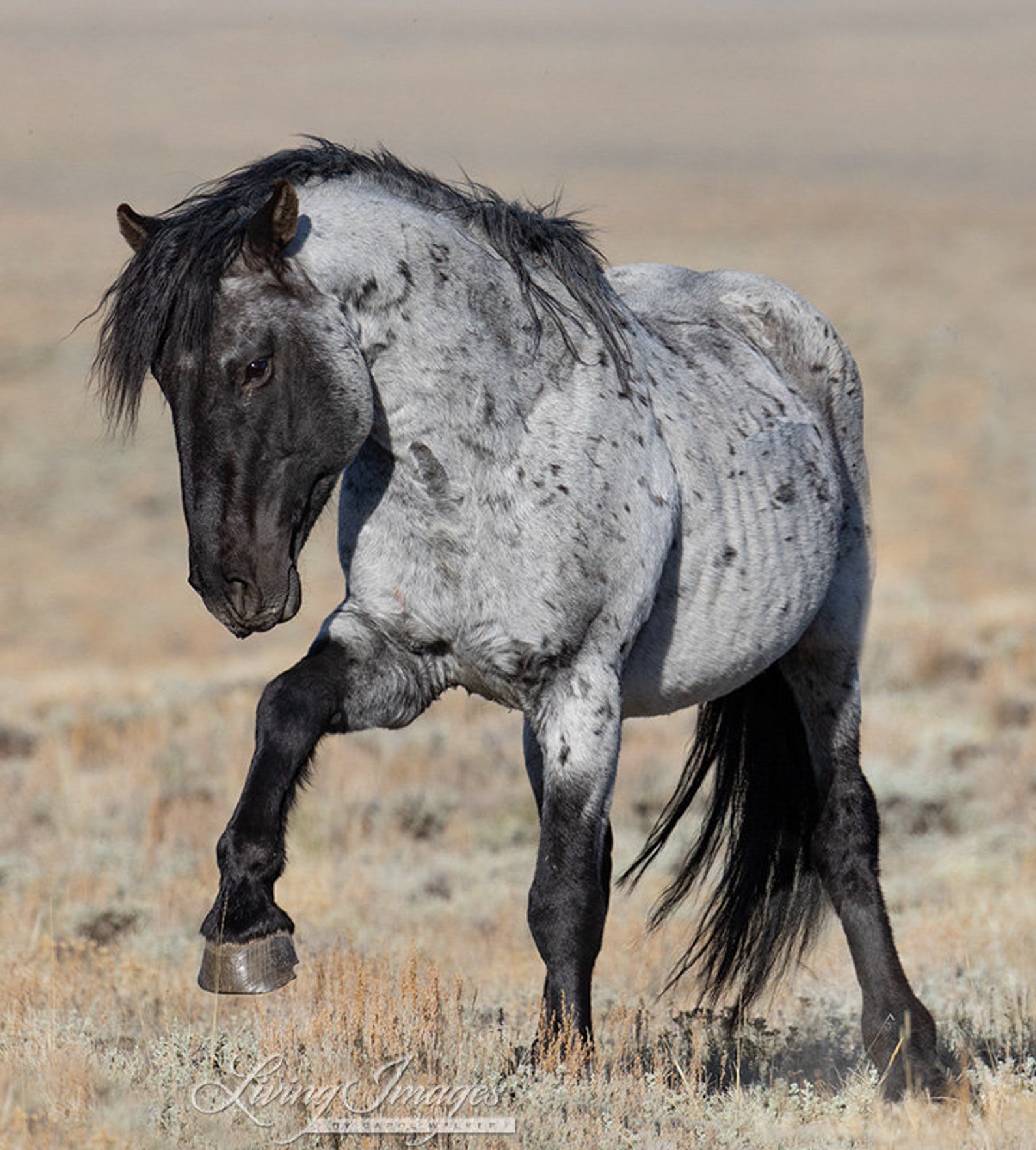 Wild Horse Photography Wild Roan Stallion Azul Print - “wild Blue Roan ...