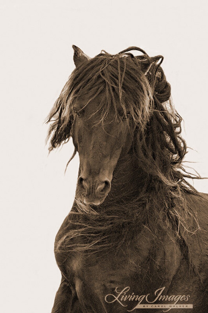 Wild Horse Photography Wild Sable Island Horse Print dreamy - Etsy