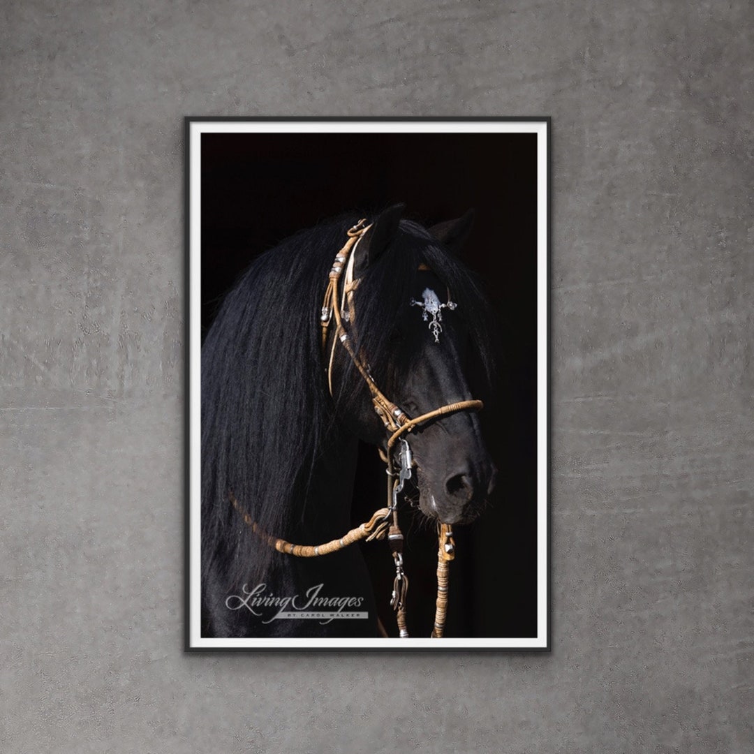 Horse Photography Black Stallion’s Baroque Bridle Print - “black ...