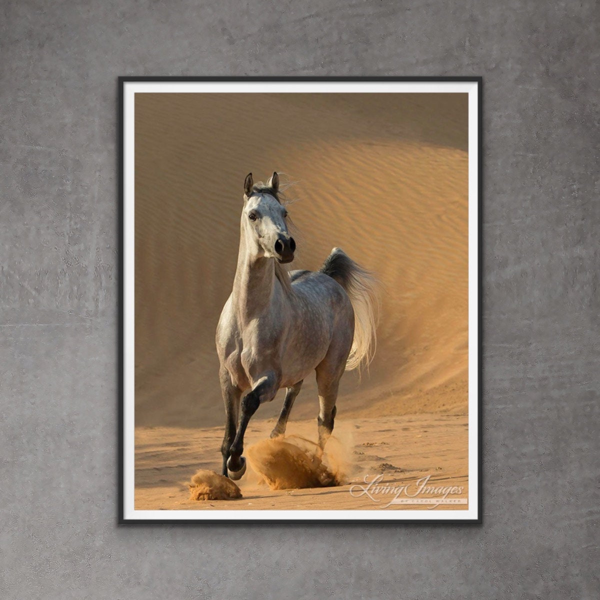 Gray Arabian Horse