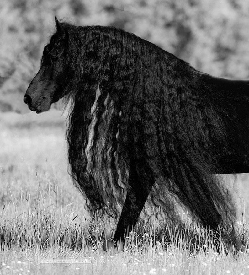 Horse Photography Friesian Horse Print - “black Friesian’s Lavish Mane ...