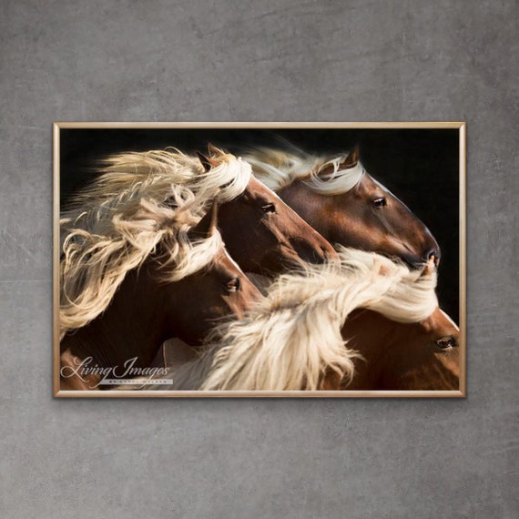 Draft Horses Running