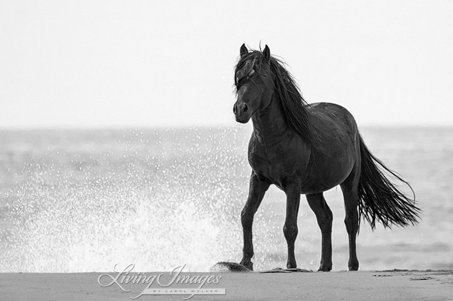 Wild Horse Photography Wild Sable Island Wild Horse Beach - Etsy