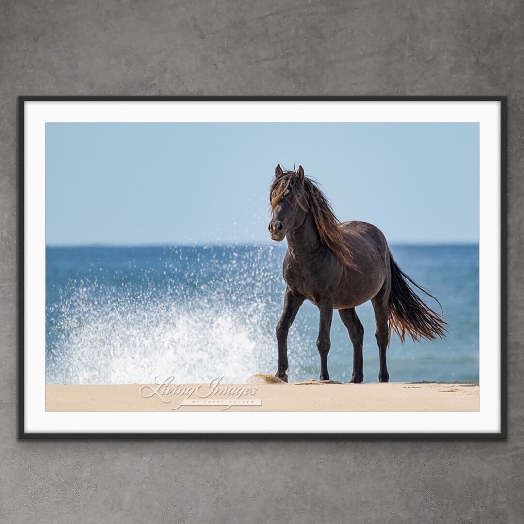 Wild Horse Photography Wild Sable Island Wild Horse Beach - Etsy