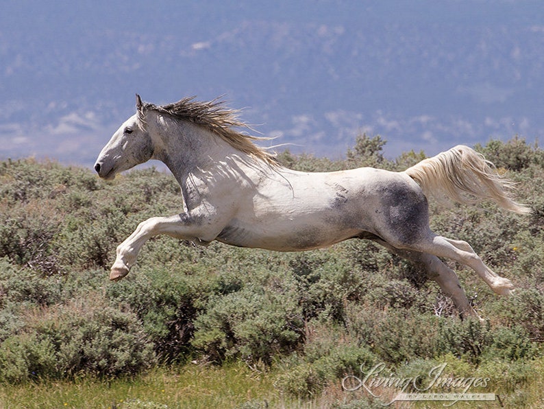 Wild Horse Photography Wild Gray Pinto Stallion Print - Etsy