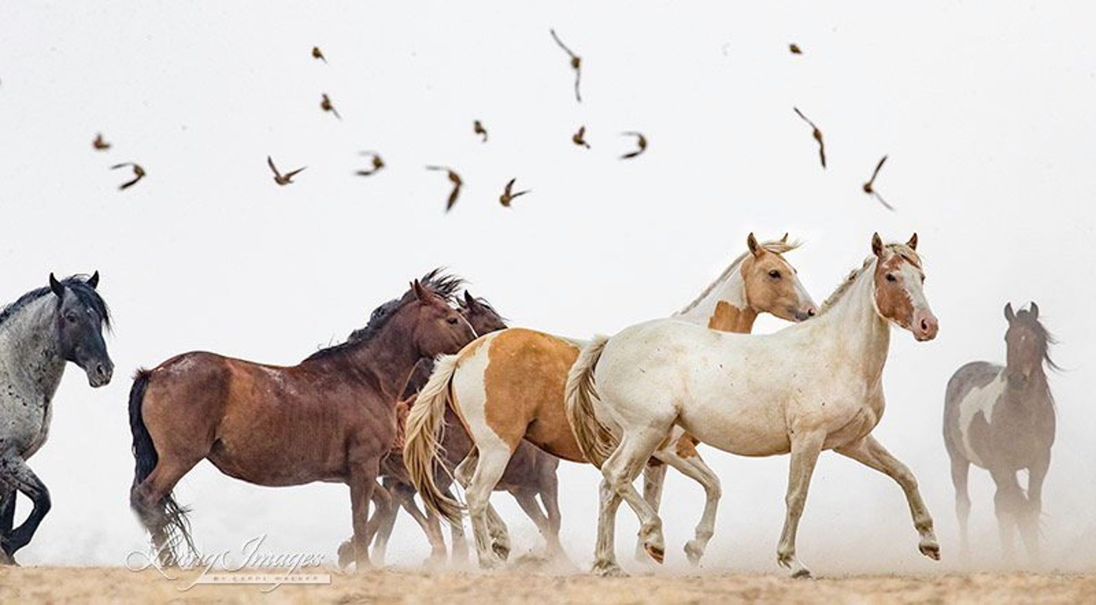 Wild Horse Photography Wild Horses Art Print the Big Band on | Etsy