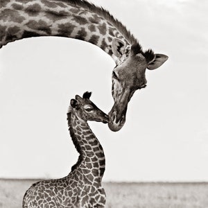 Wildlife Photography Giraffe Nursery Print giraffe's First Kiss - Etsy