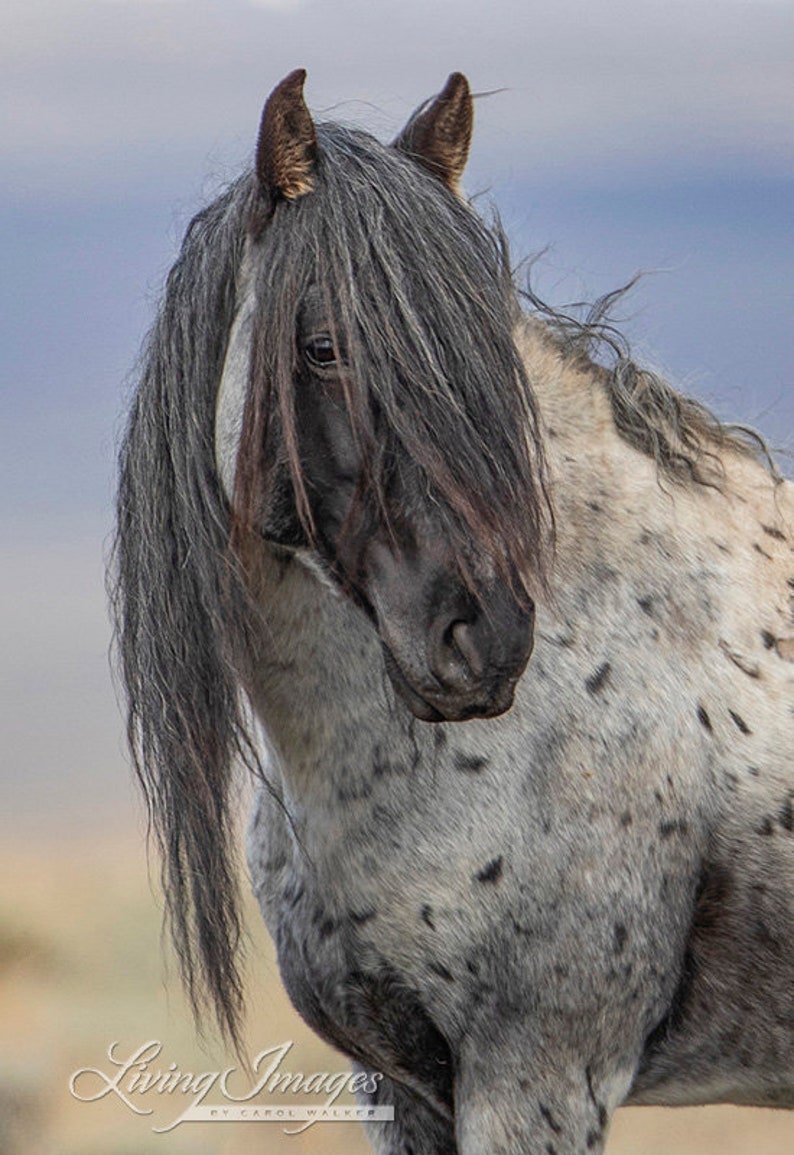 Wild Horse Photography Wild Blue Roan Stallion Blue Zeus Print - “wild ...