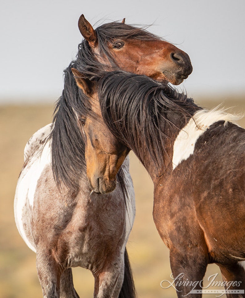 Wild Horse Photography Wild Roan Pinto Stallions Print - “two Wild ...