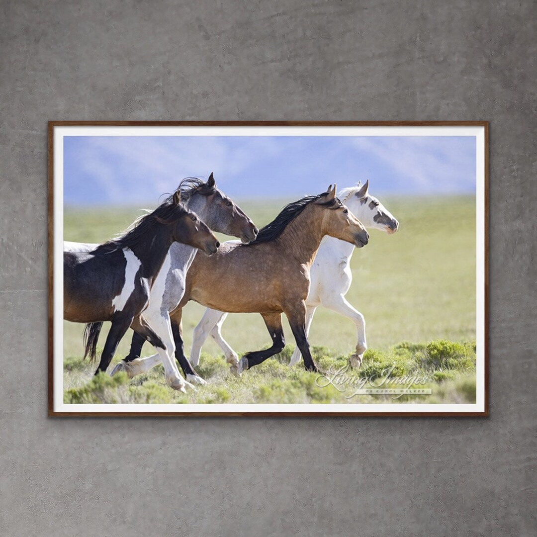 Wild Horse Photography Colorful Wild Stallions Running Print -“wild ...