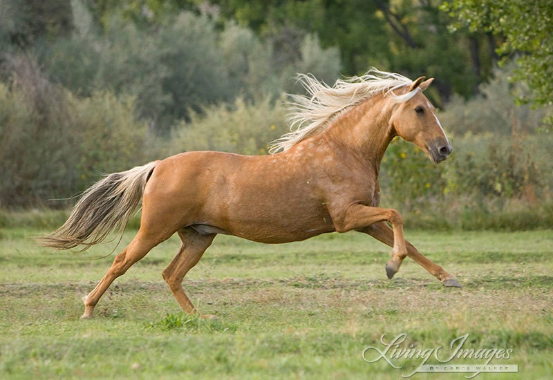 Palomino Horse Running