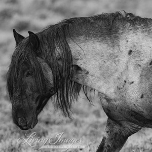 Wild Horse Photography Wild Blue Roan Blue Zeus Print - “portrait of a ...
