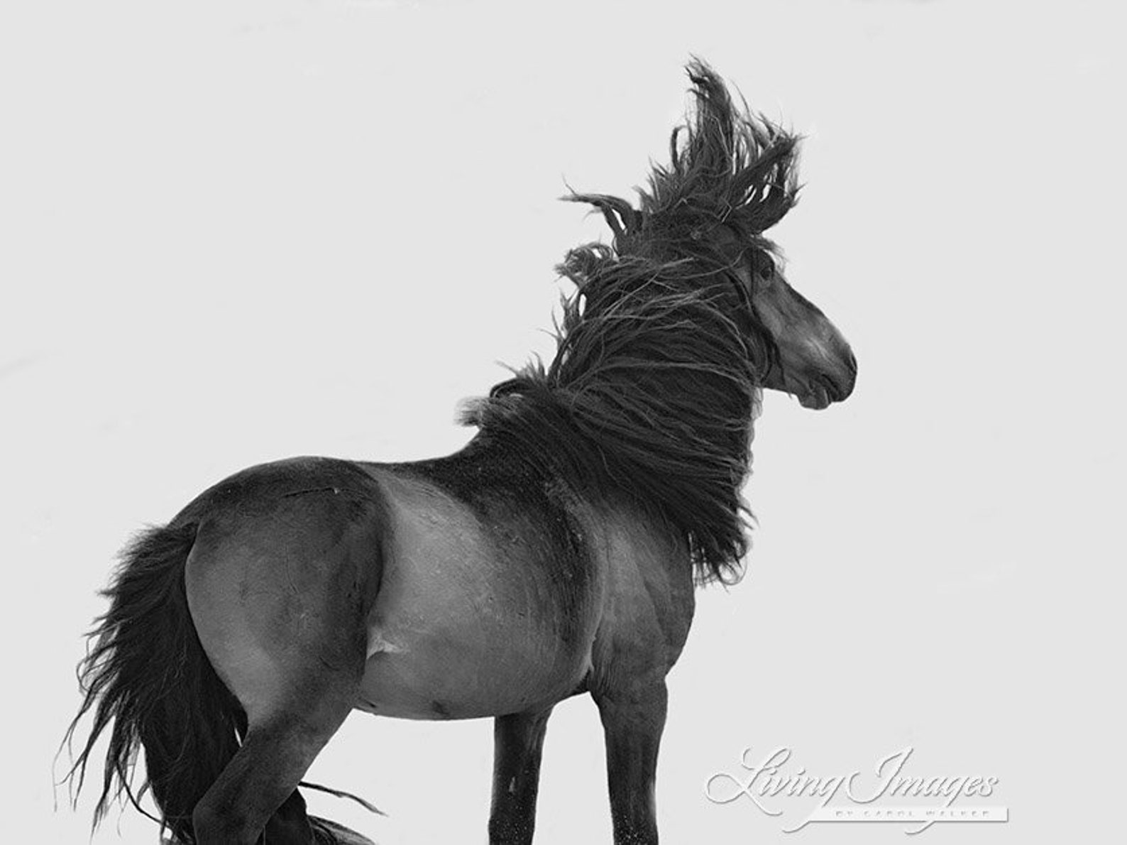 Wild Horse Photography Wild Sable Island Stallion Print - Etsy