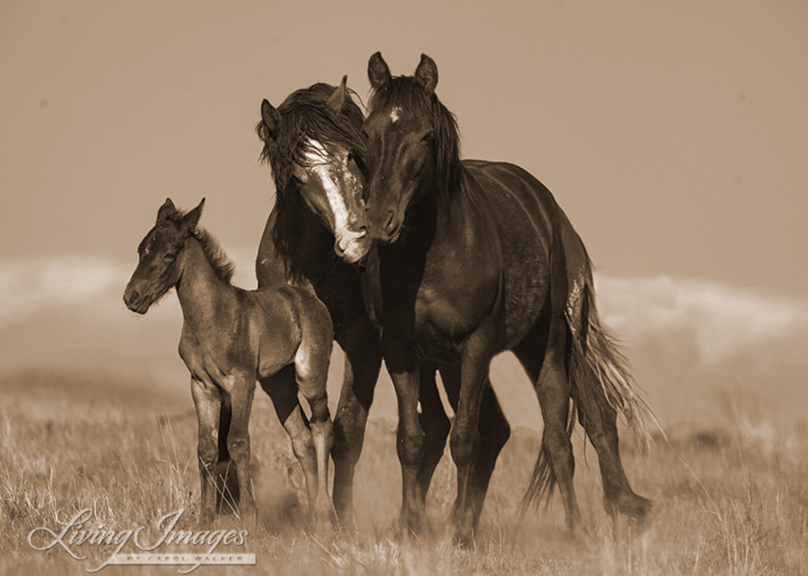 Wild Horse Photography Wild Horse Stallion Mare and Foal Print | Etsy