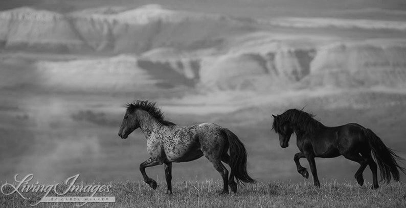 Wild Horse Photography Wild Stallions Pryor Mountains Print - “custer ...