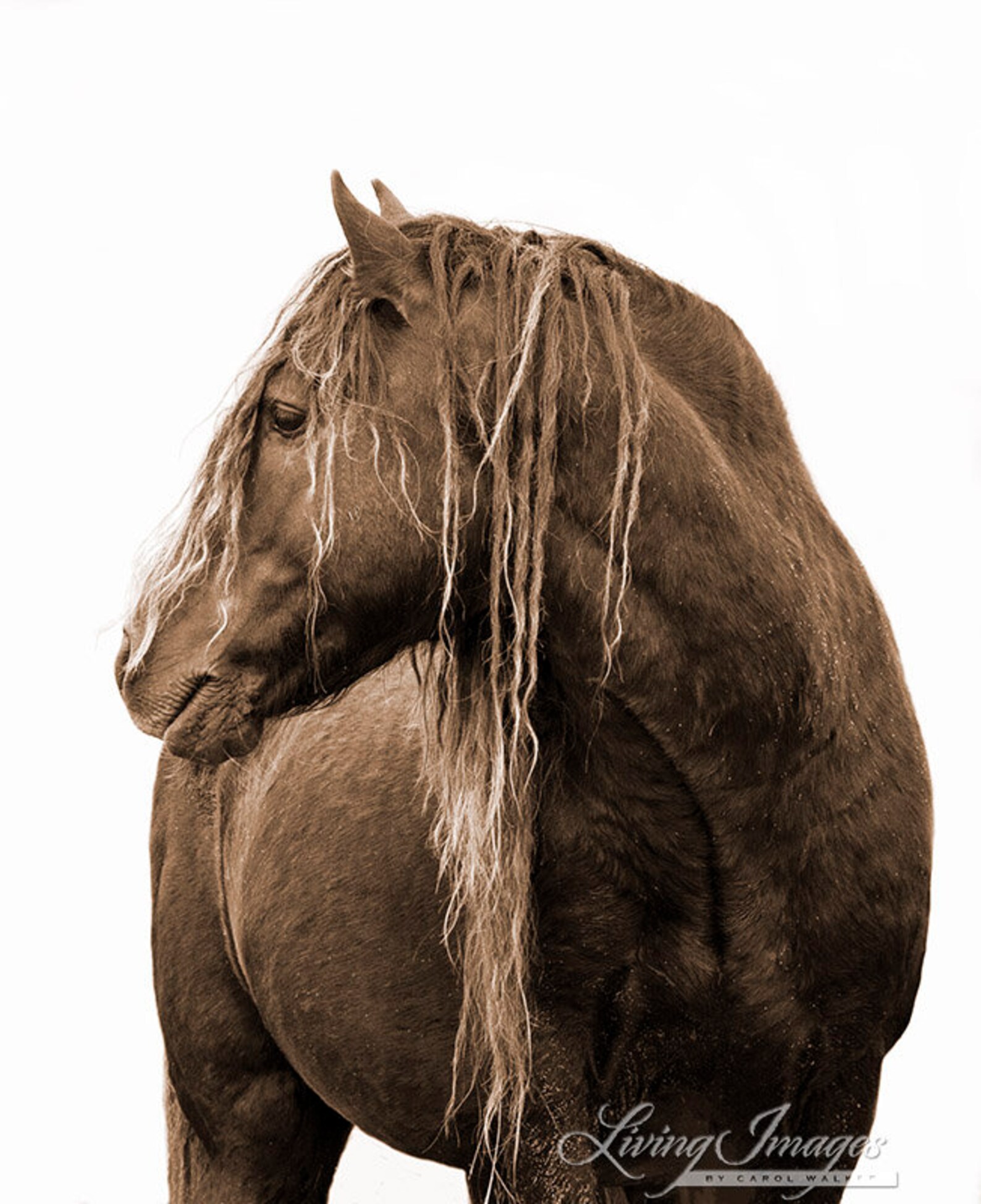 Wild Horse Photography Wild Black Sable Island Horse Print - “wild ...