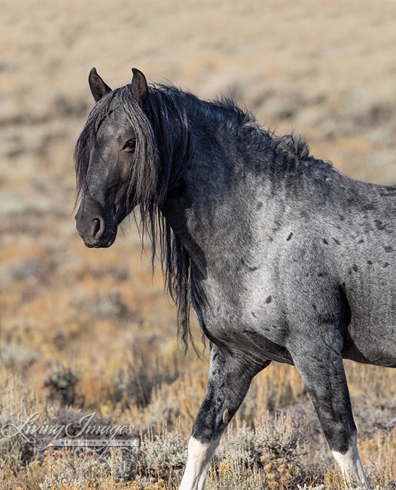 Wild Horse Photography Wild Stallion Blue Zeus Print Wild | Etsy