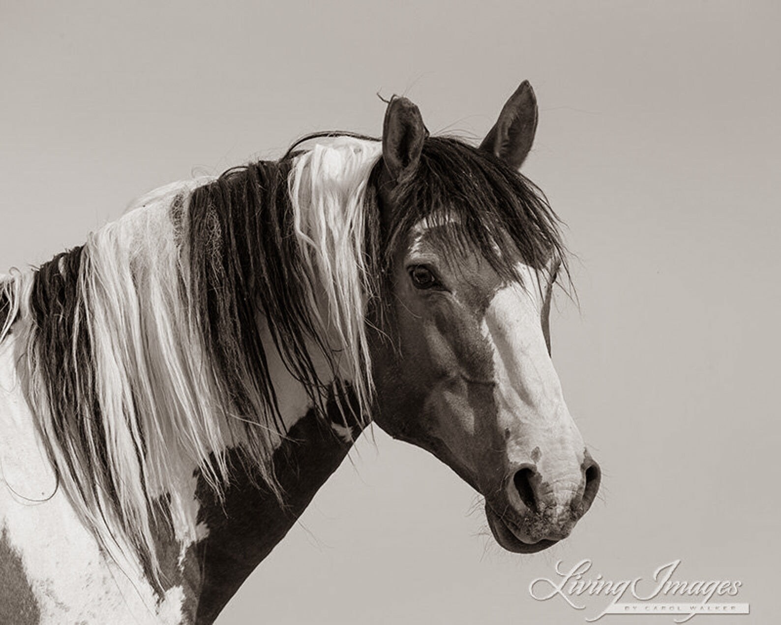 Wild Horse Photography Wild Pinto Stallion Picasso Print | Etsy
