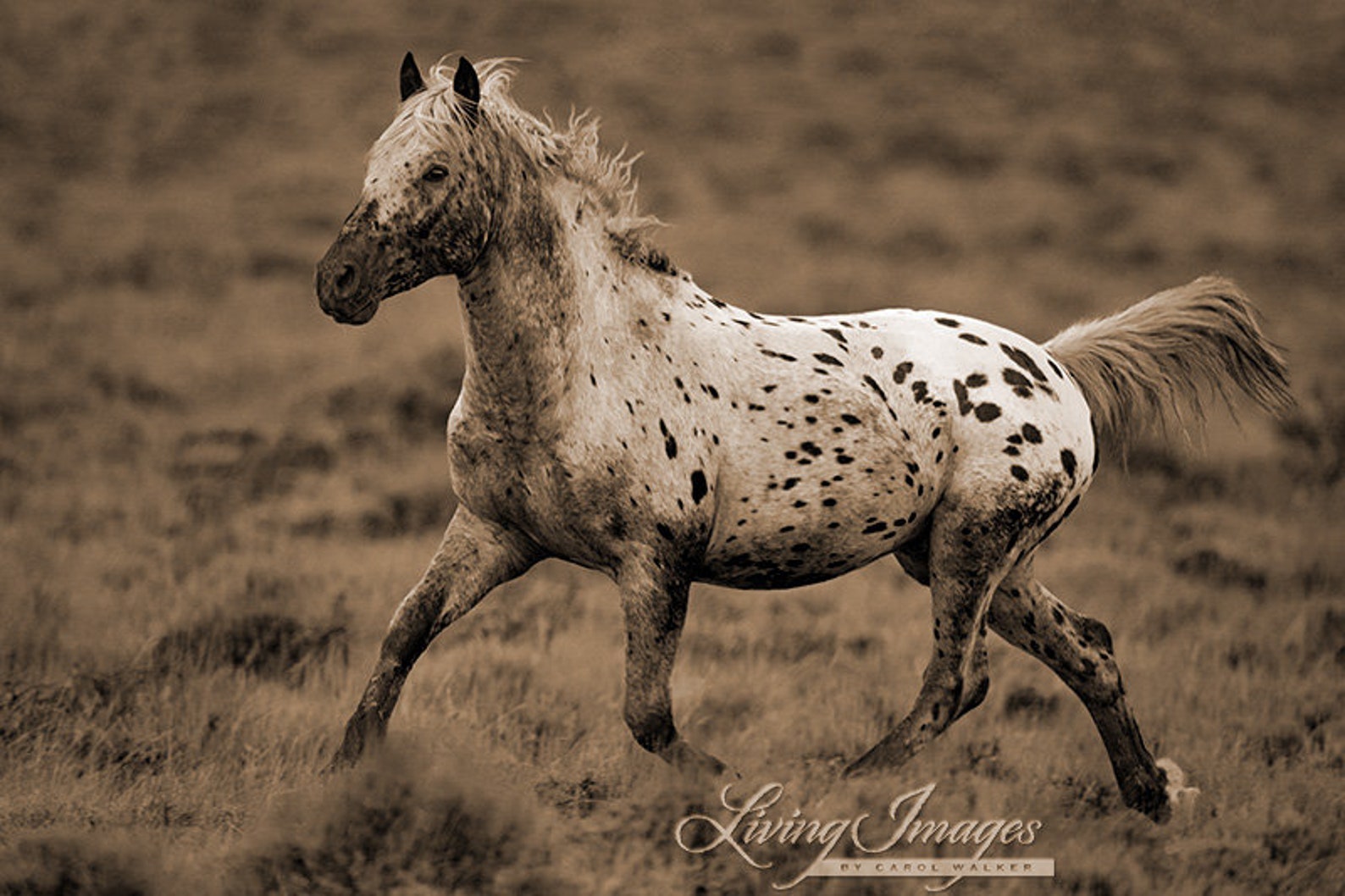 Wild Horse Photography Wild Appaloosa Stallion Print - “looking Glass ...