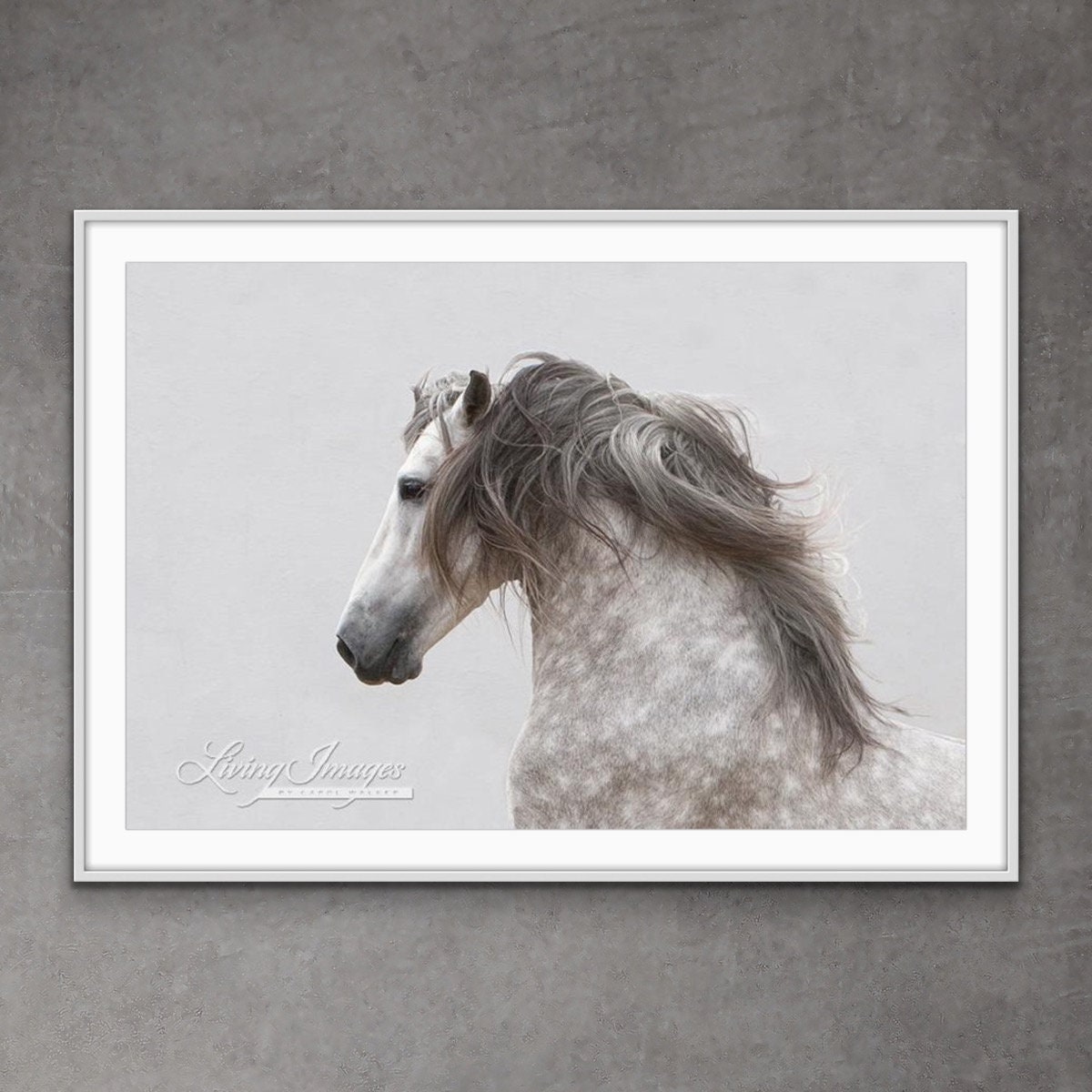 Spanish Andalusian Long Mane Grey