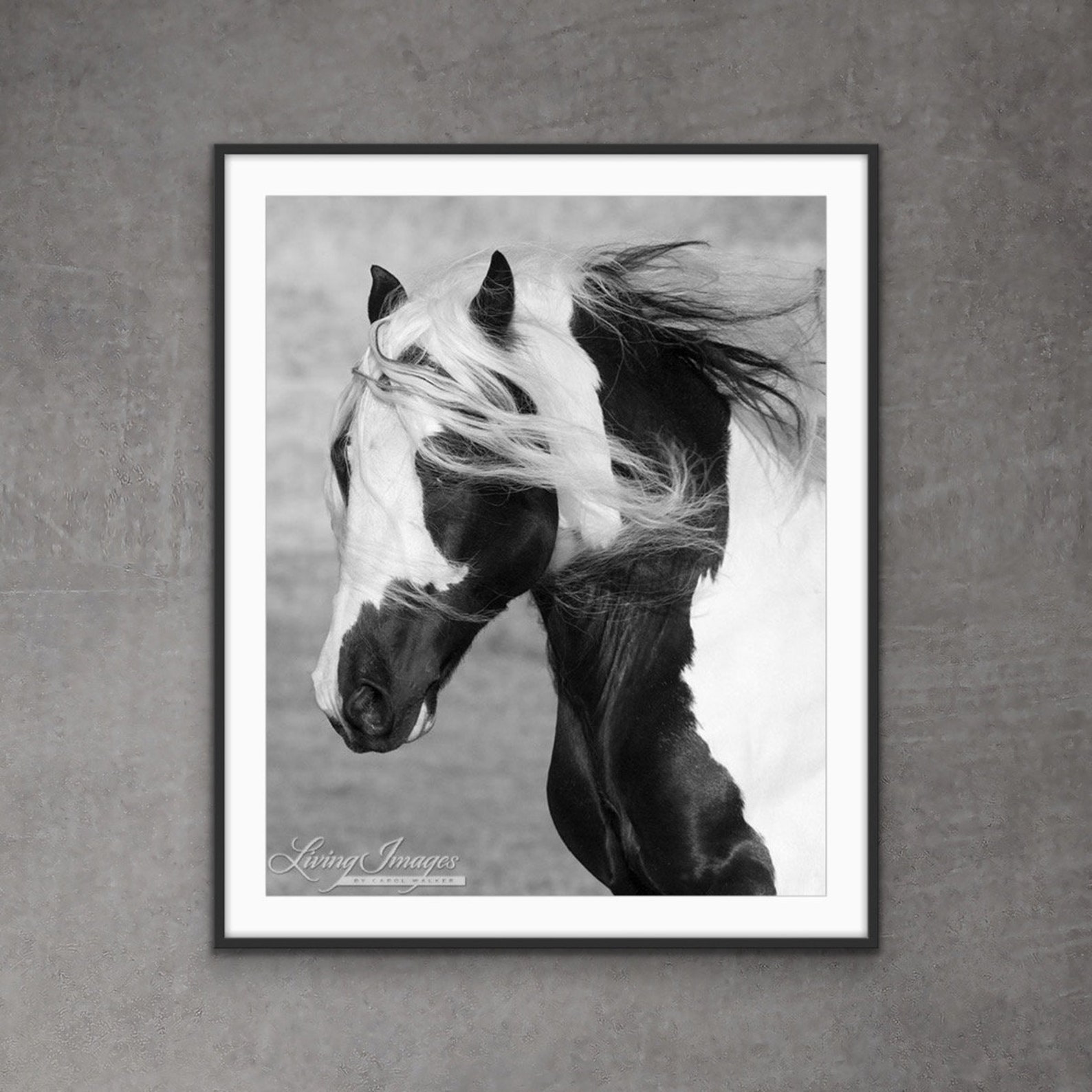 Horse Photography Gypsy Vanner Stallion Print - “gypsy Runs” - Etsy