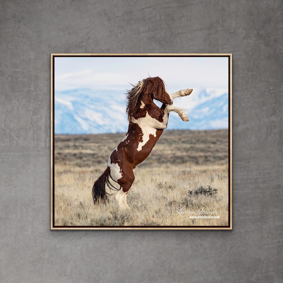Wild Horse Photography Wild Pinto Stallion Rearing Print - “flash Rears ...