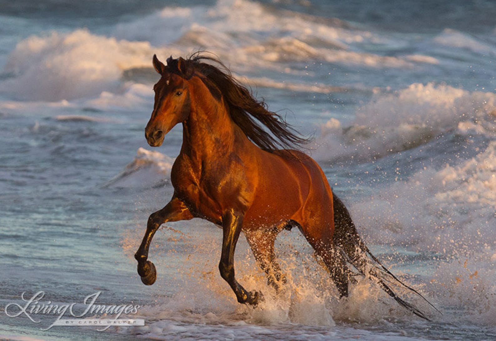 Horse Photography Bay Andalusian Ocean Print ocean Horse - Etsy