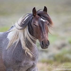 Wild Horse Photography Wild Pinto Roan Mare - “wild Mare Comes Close ...