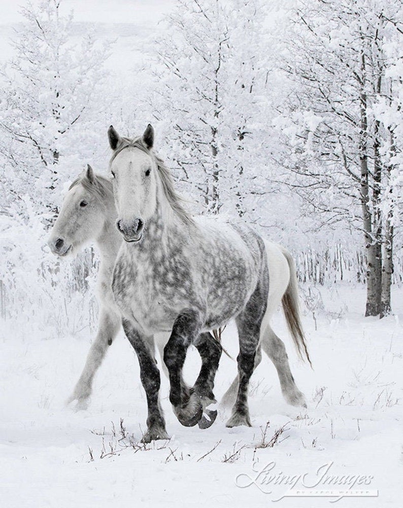 Horse Photography Snow Draft Horses Print two - Etsy