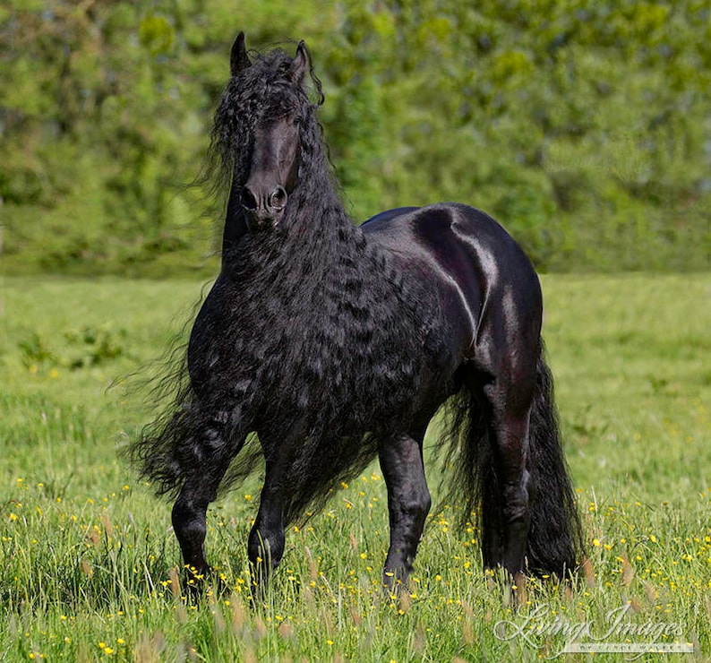 Horse Photography Black Friesian Stallion Print -“black Friesian Runs ...