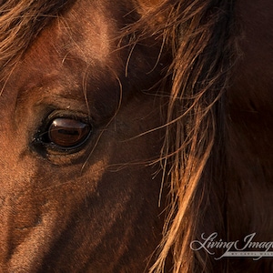 Wild Horse Photography Wild Red Stallion’s Eye Print - “waverunner’s ...