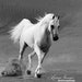 Horse Photography White Arabian Stallion Horse Print white - Etsy