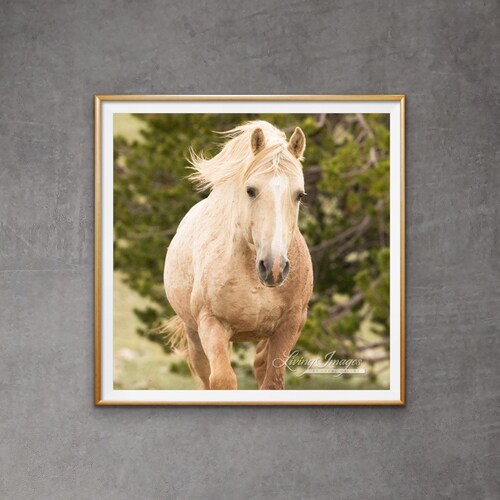 Wild Horse Photography Cloud Wild Stallion Print the | Etsy