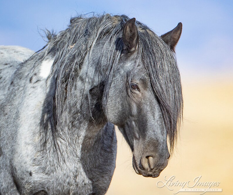 Wild Horse Photography Wild Blue Roan Horse Blue Zeus Print - “.wild ...