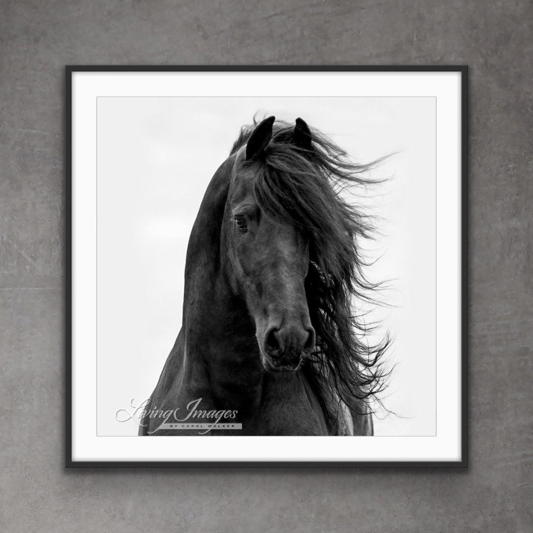 Horse Photography Black Friesian Horse Print - “friesian Comes Forward ...