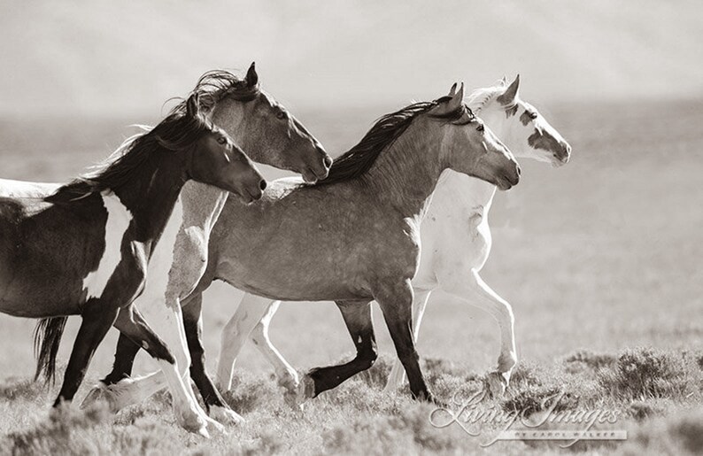 Wild Horse Photography Colorful Wild Stallions Running Print - Etsy